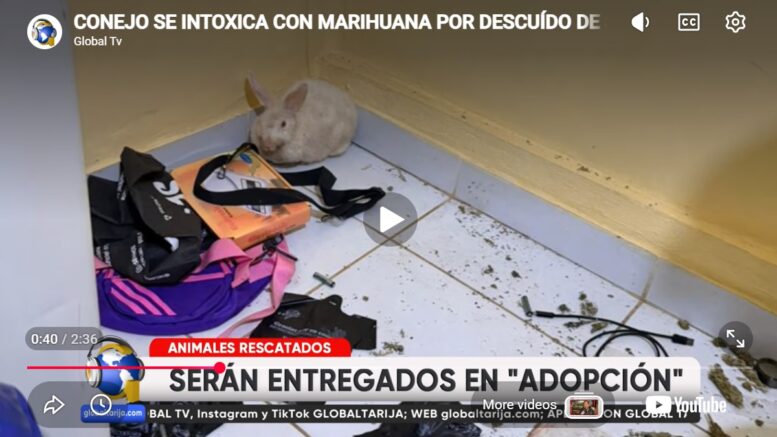 conejo | Diario Digital de Tarija